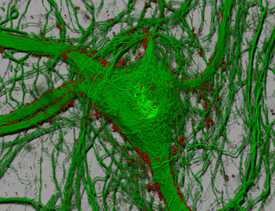 Advanced Imaging Techniques for Compound Evaluation | VitroVo