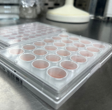 Expert MEA Testing with iPSC-Derived Neurons | VitroVo